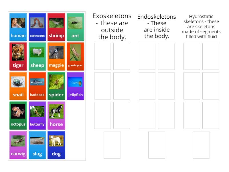 Exoskeleton, endoskeleton or hydrostatic skeleton? - Group sort