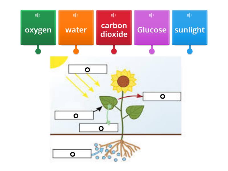 Labeled Diagramm Labelled Diagram | My XXX Hot Girl