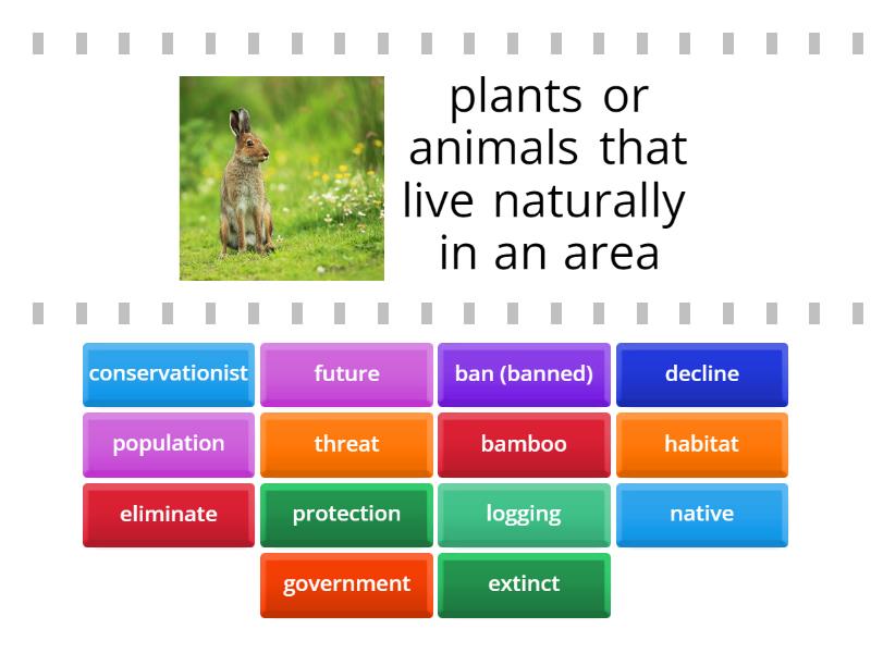 Giant Pandas ReadWorks Article Vocabulary - Find the match