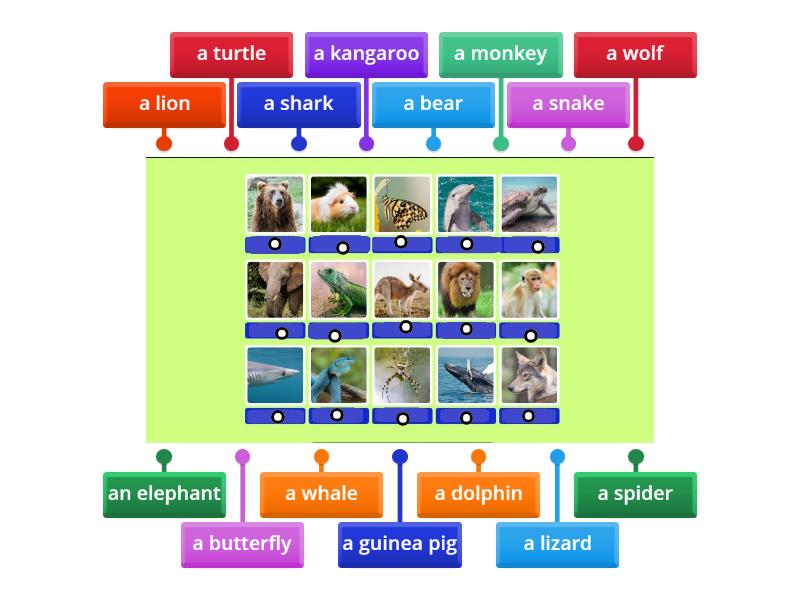Animals - Labelled diagram