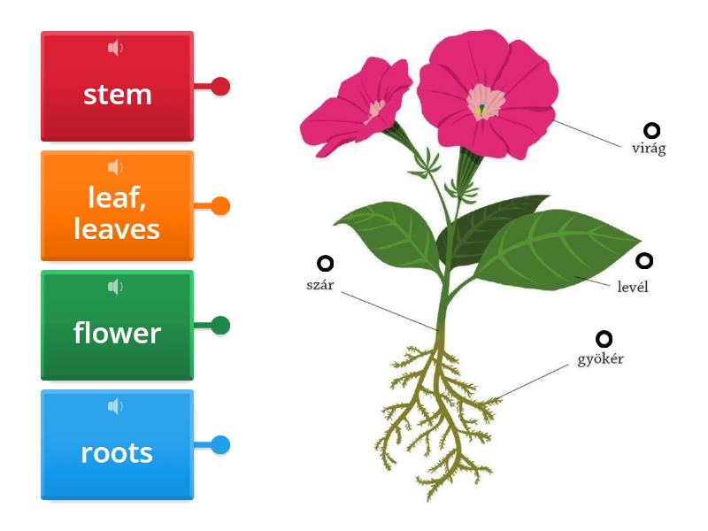 Plants/ Plants with soft stem/Nature and Science for Children 3 - Labelled diagram