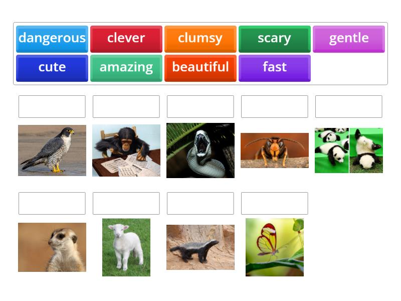 Adjectives to describe animals - Match up