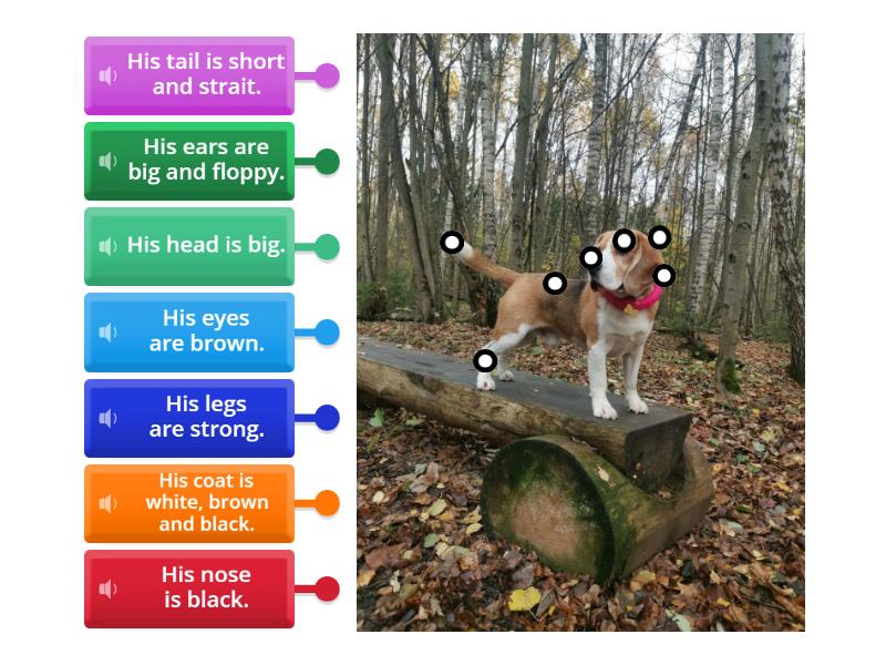 My Beagle - Labelled diagram