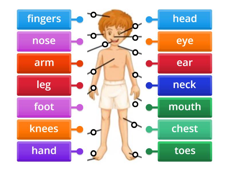KIDS 1 PARTS OF THE BODY - Labelled diagram