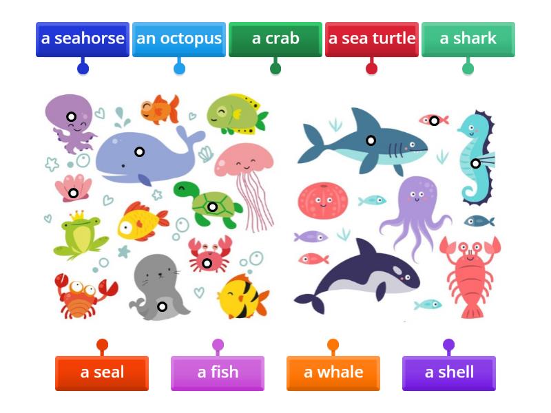 AS 3 - Unit 6 - Lesson 2 - Sea animals - Diagrama con etiquetas