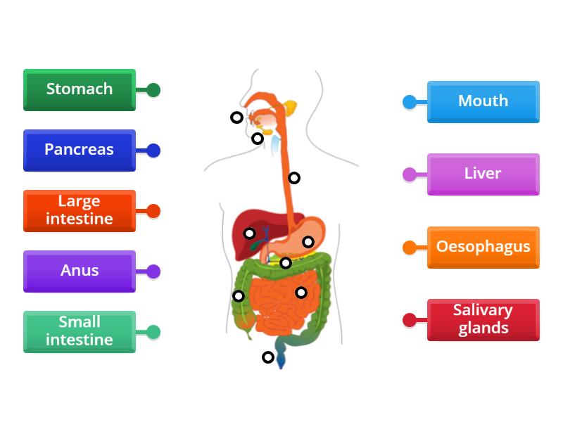 Retrieval Digestive system - Labelled diagram