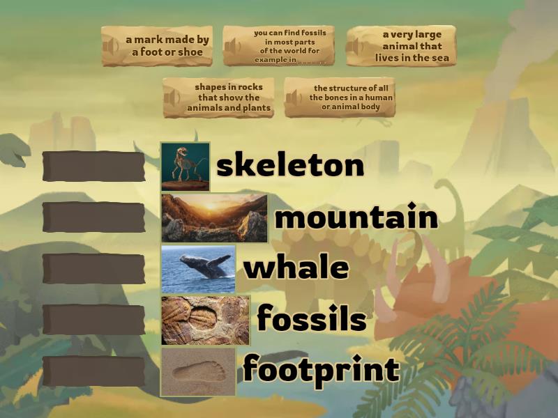 Fossils - Match up