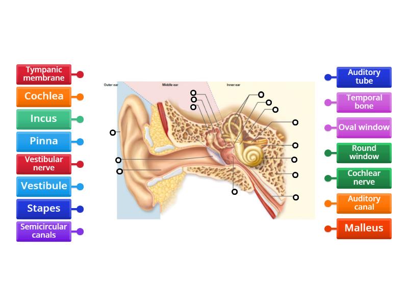 Label Ear Anatomy - Labelled diagram
