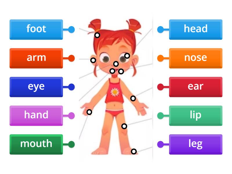 Body Parts - Labelled diagram