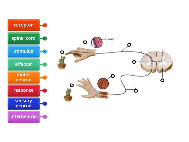 Label the reflex arc - Labelled diagram