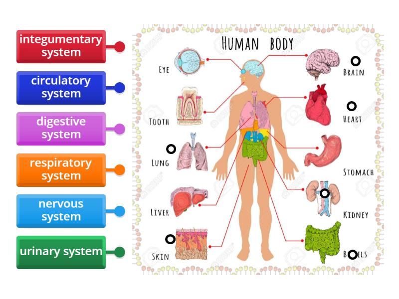 body systems scenarios - Labelled diagram