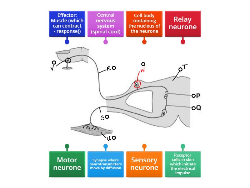 Reflex arc - Labelled diagram