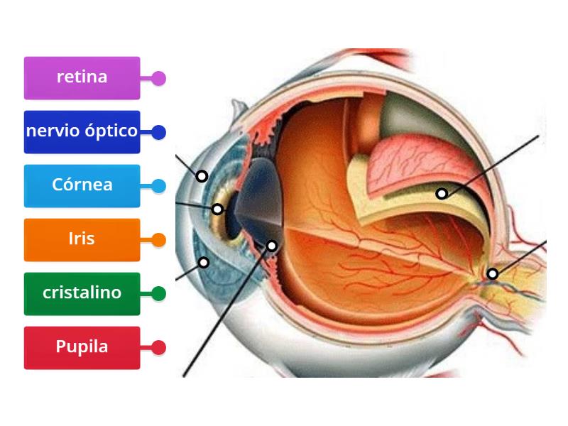 Órganos de los sentidos-vista - Labelled diagram