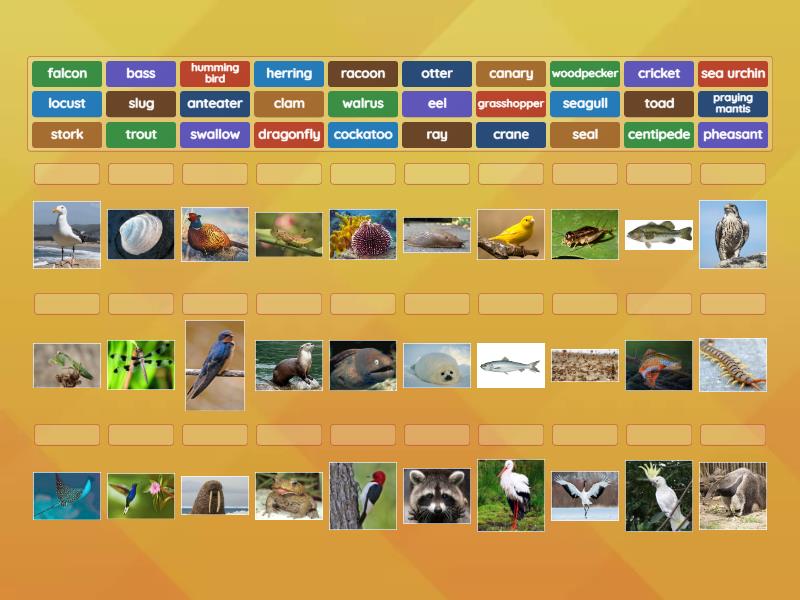 Animals (English B2-C1) - Match up