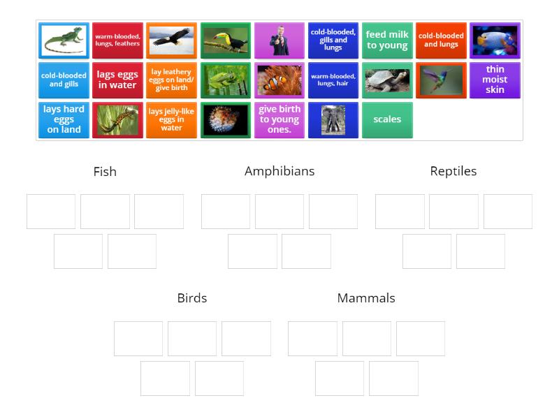 Vertebrates - Group sort
