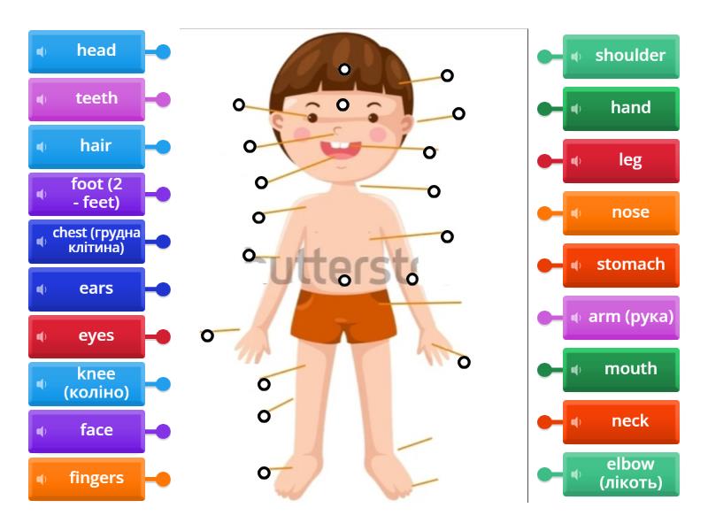 Roadmap A1 unit 4A Body Parts voc present - Labelled diagram