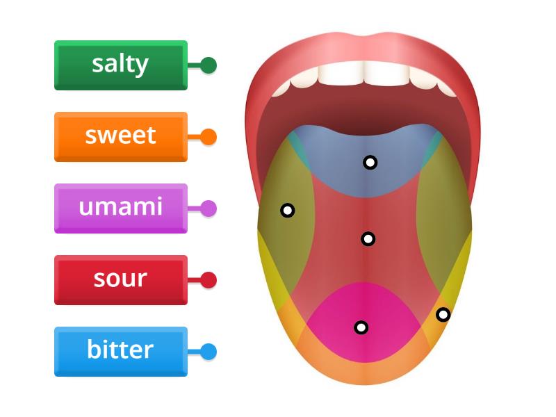 Tongue tastes - Labelled diagram