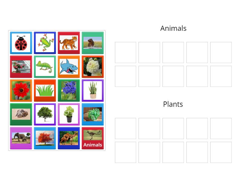 Plants or Animals - Group sort