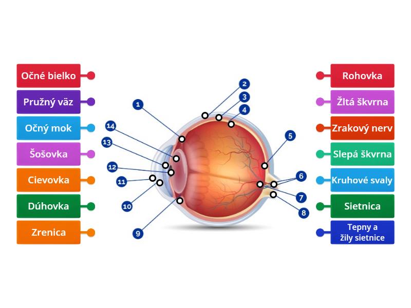 OKO - Labelled diagram