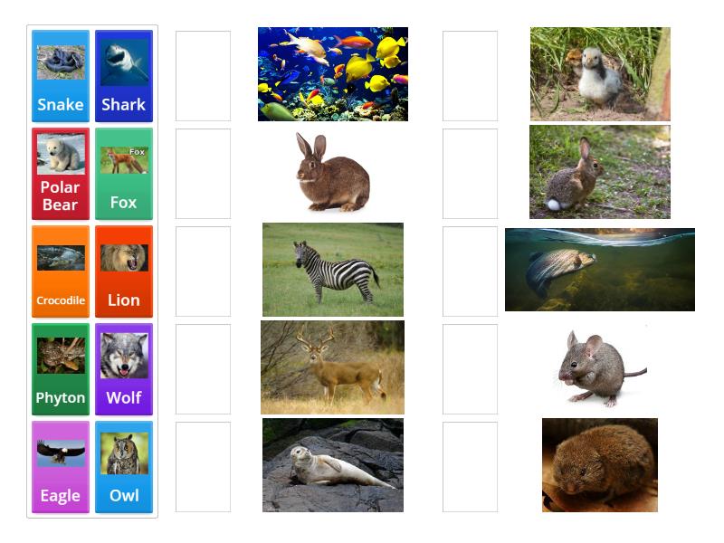 Match the images of predators with their corresponding prey - Match up