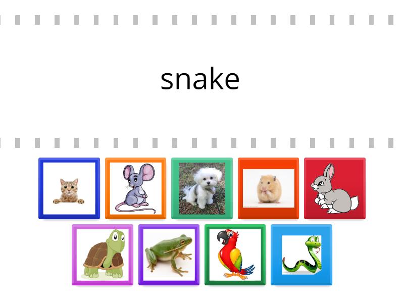 POPTROPICA UNIT 5 PETS - Find the match