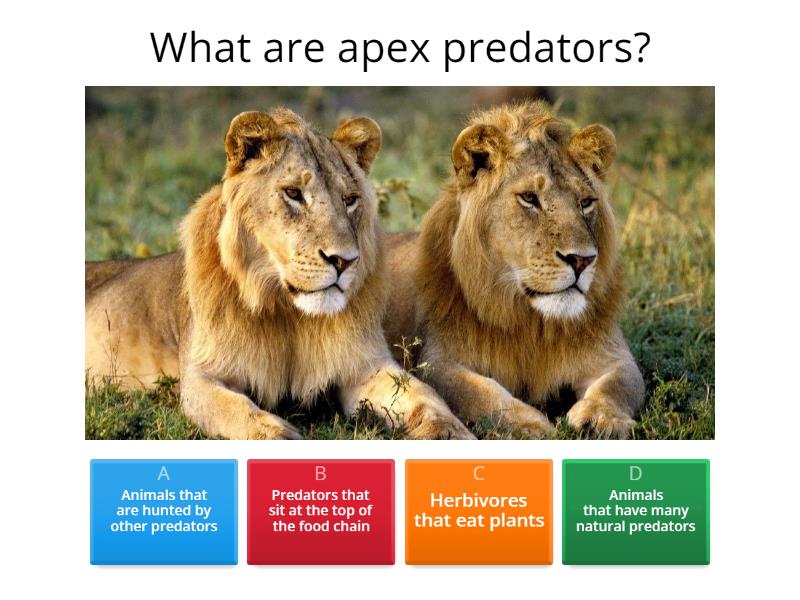 Apex Predators - Listening - Quiz