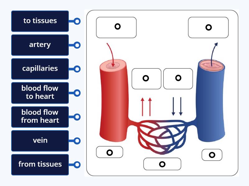 Blood vessels - Labelled diagram