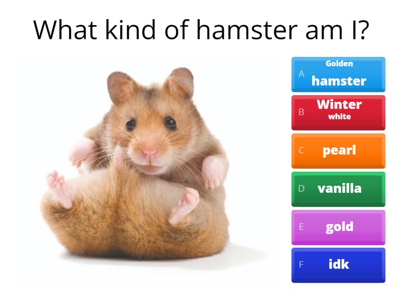 HAMSTER - Quiz