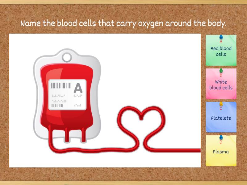 JC Heart & Circulation System - Quiz