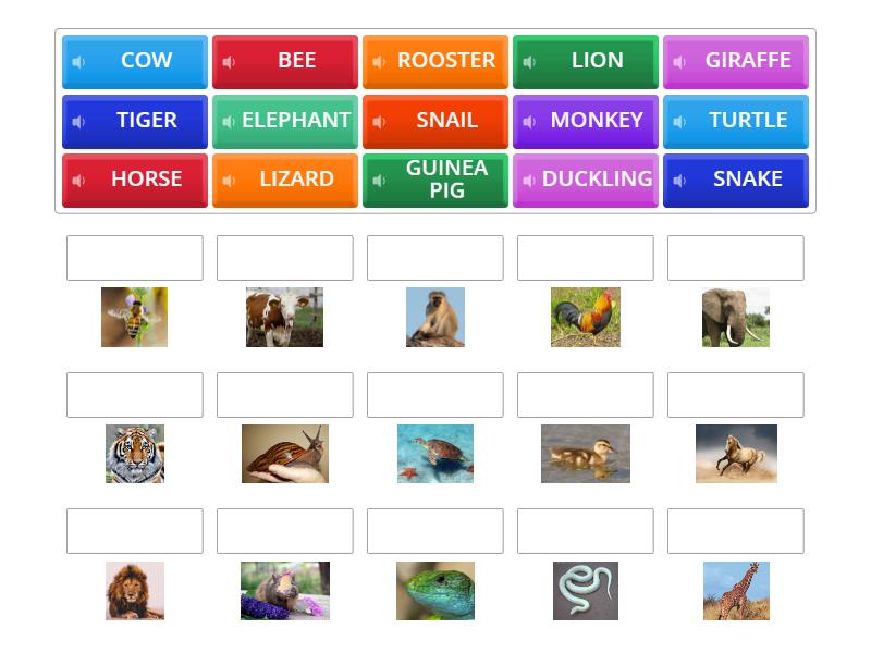 WHICH ANIMAL? QUALE ANIMALE? - Match up