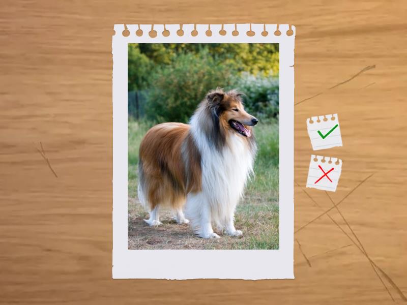 W3 Vowels(ee, ea, ie) - Flash cards