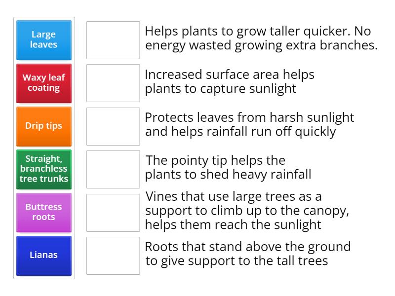 Plant adaptations - Match up