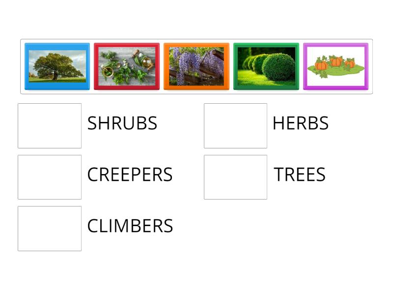TYPES OF PLANTS - Match up