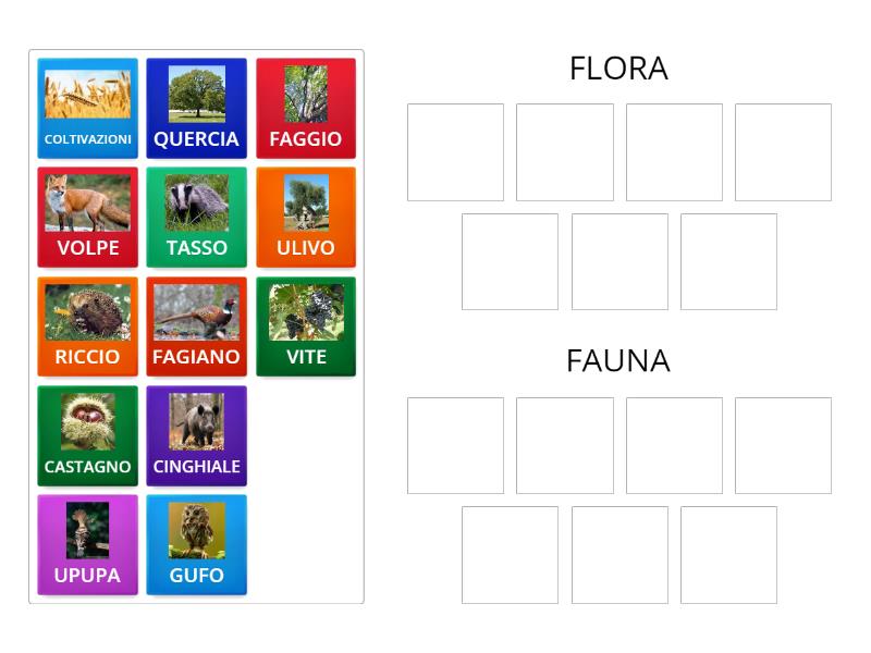 La collina: flora e fauna - Group sort