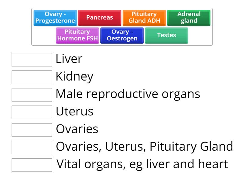 Glands and their Target Organs - Match up