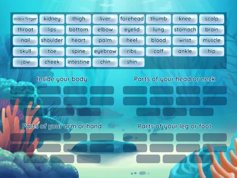 Parts of the body - sorting - Group sort