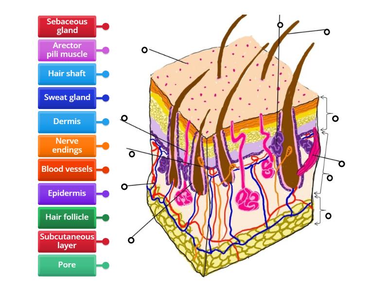 structure of skin - Labelled diagram