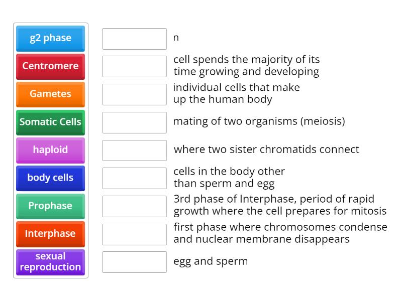 vocabulary cell division - Match up