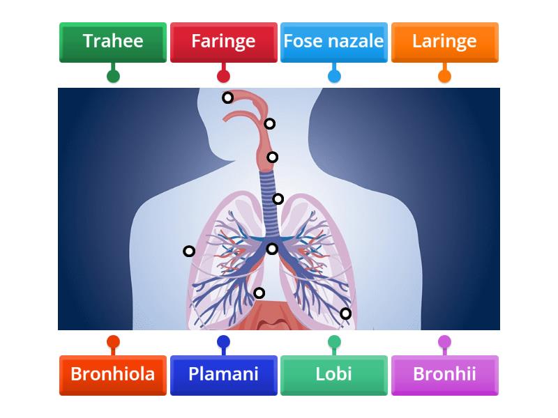 Sistemul respirator - Labelled diagram