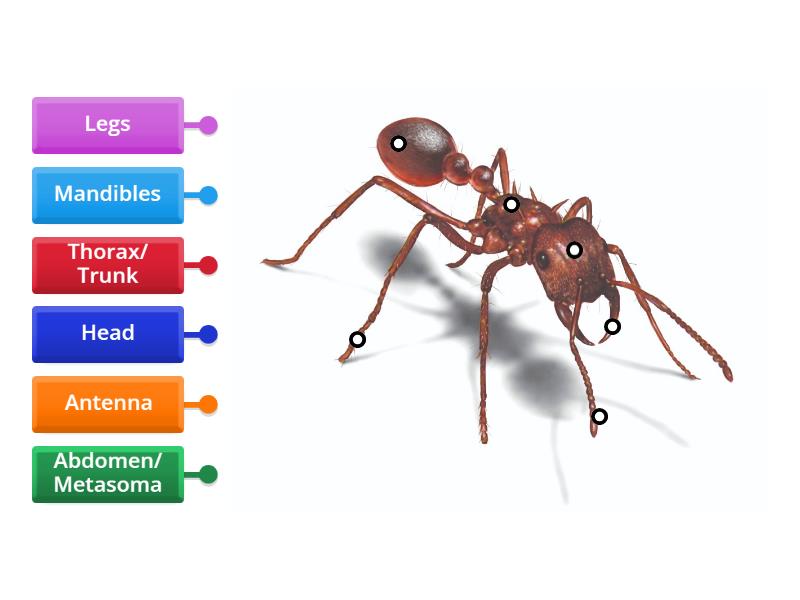 Ant body parts - Labelled diagram