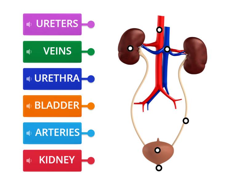 Urinary system - Labelled diagram