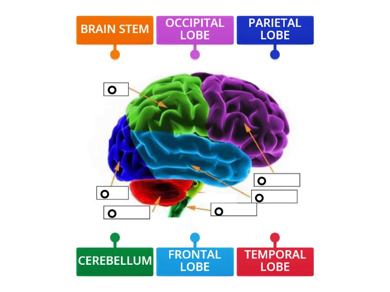 BRAIN GAME - Labelled diagram