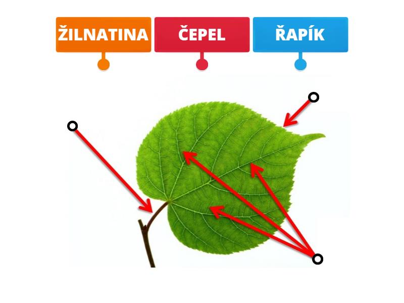 STAVBA LISTU - Označený diagram