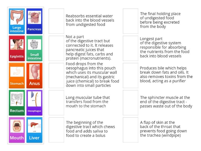 The Digestive system - - Match up