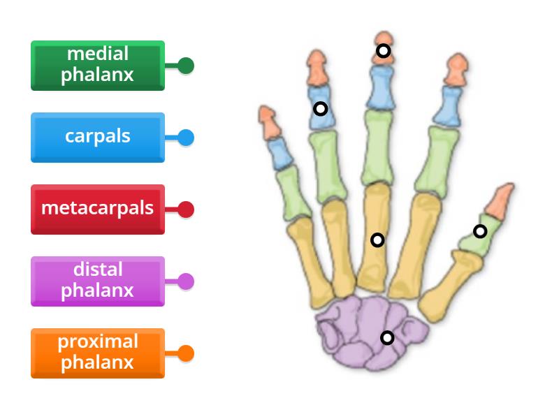 Hand Bones - Labelled diagram