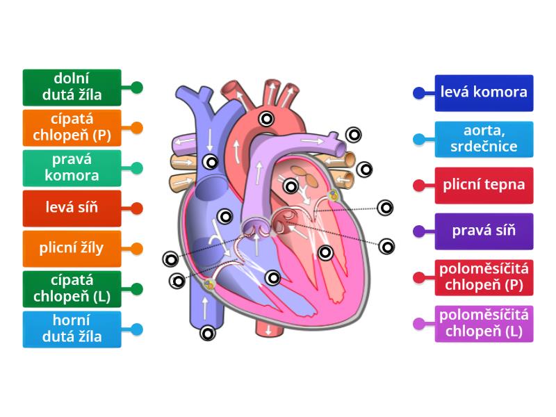 Stavba srdce - Označený diagram