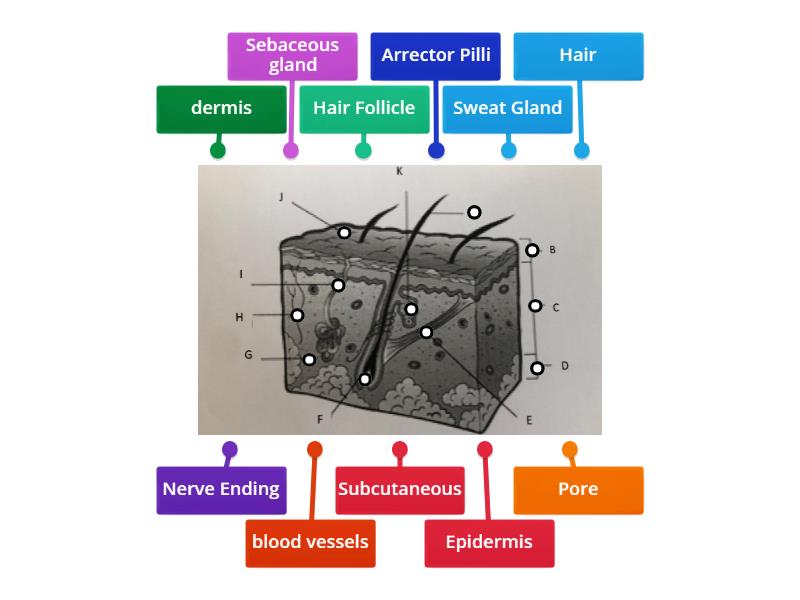 Skin Diagram - Labelled diagram