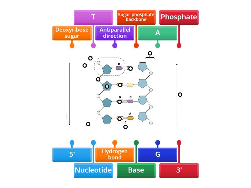 Structure of DNA (Higher Bio) - Diagrama con etiquetas