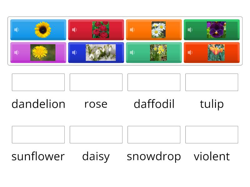 of flowers - Match up