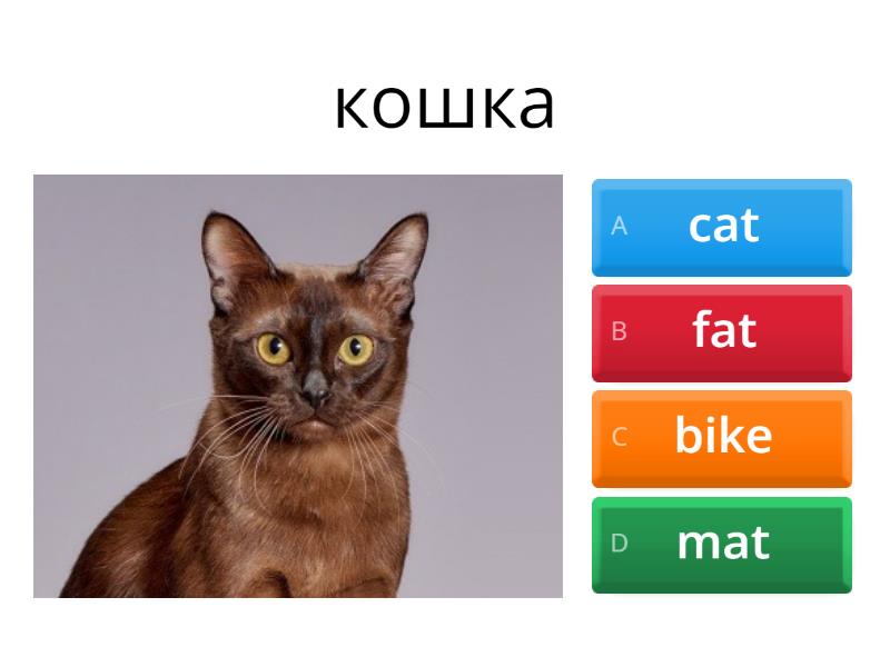 Bonk Vocabulary 1 - Quiz